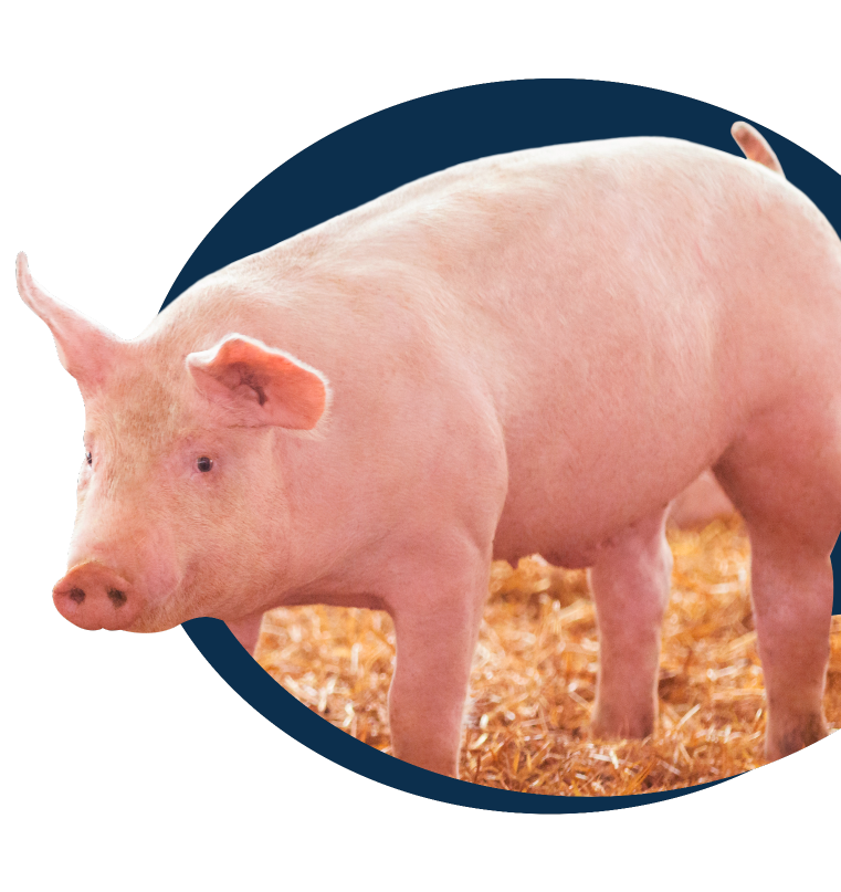 La Fortuna | Impulsamos la fuerza de tu negocio con cerdo de calidad.